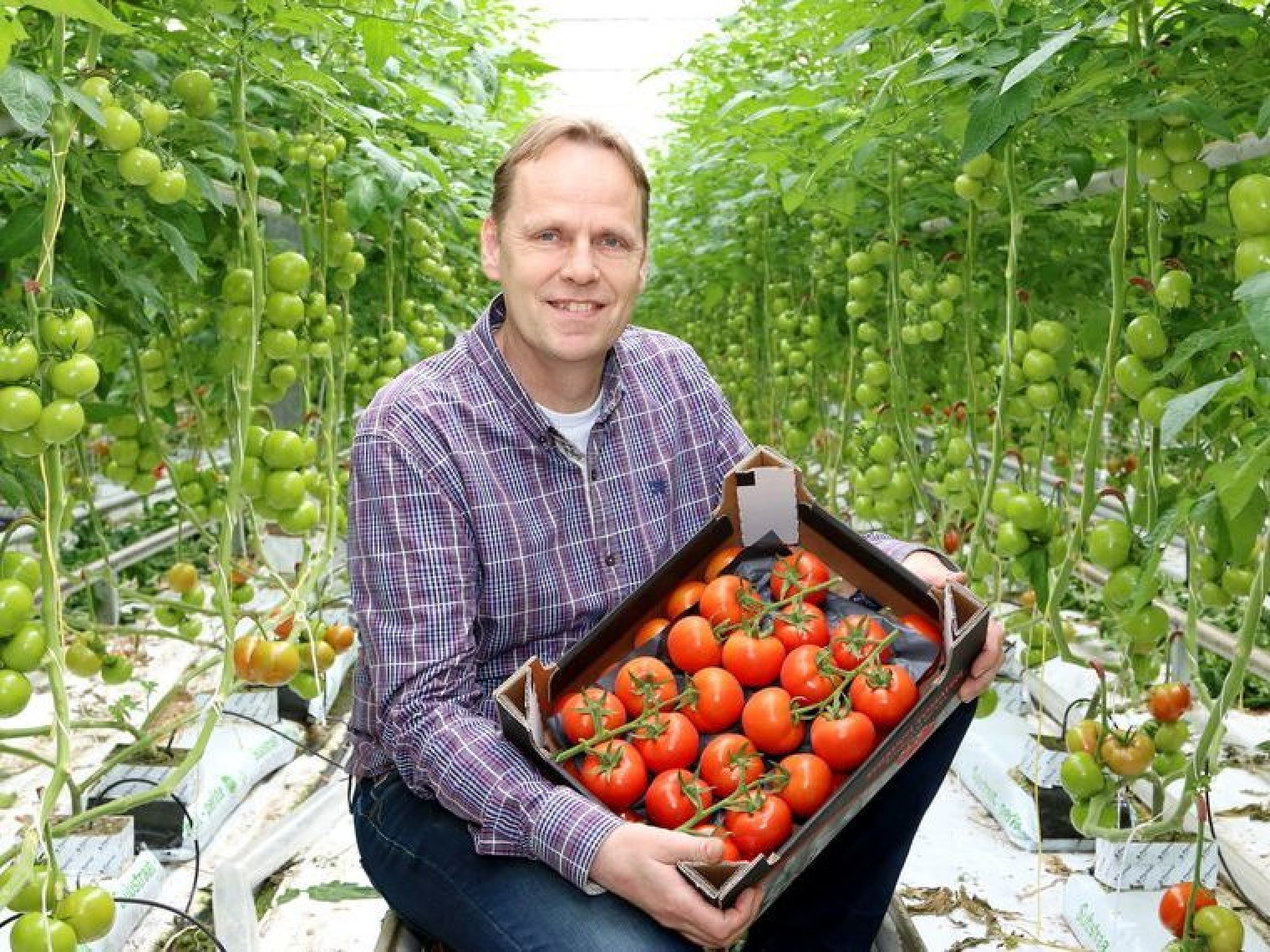 Telers - Oxin-Growers