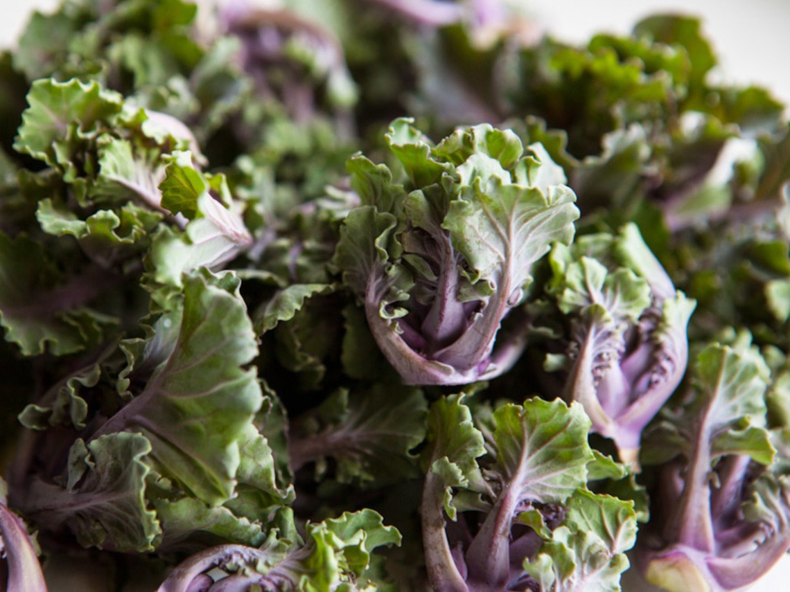 Kohlsorten - Oxin-Growers