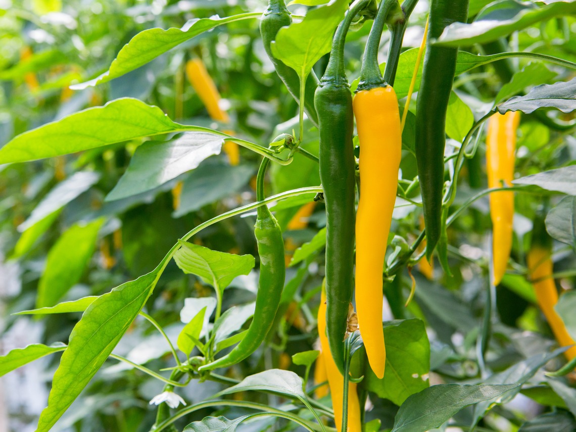 Pepers - Oxin-Growers