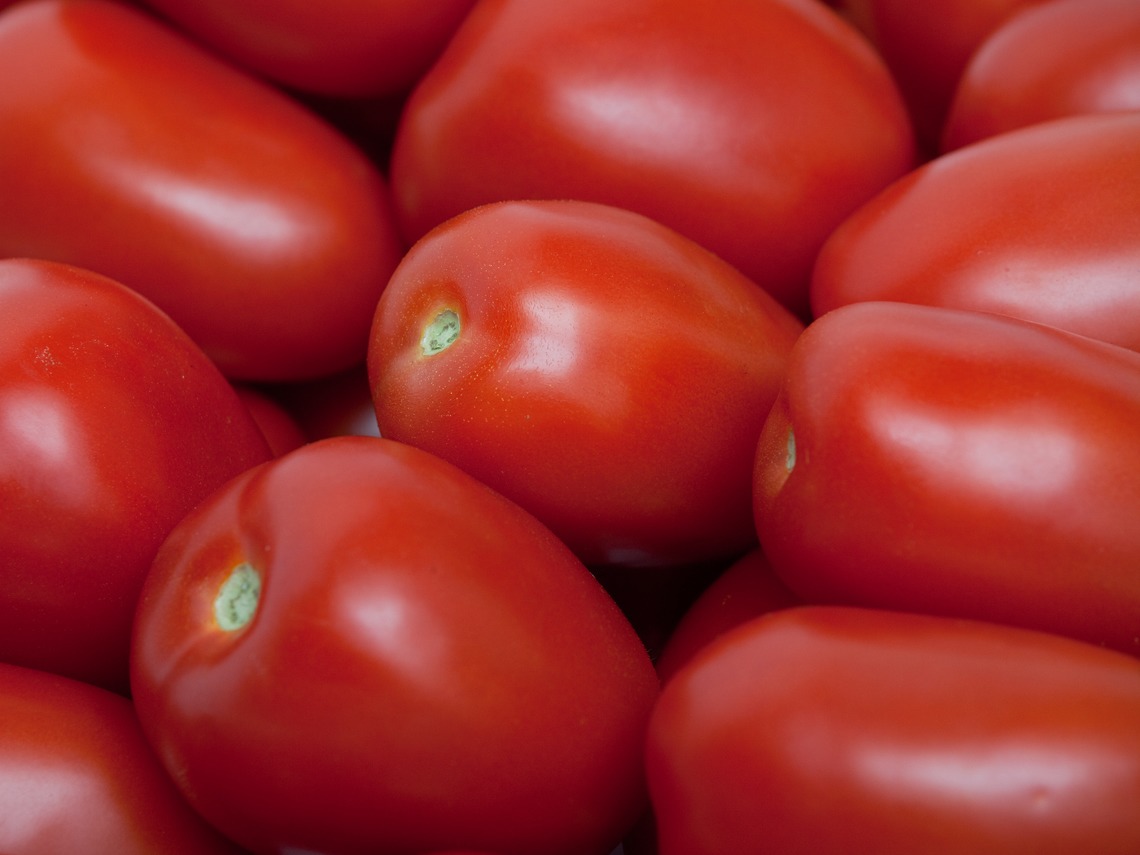 Tomaten - Oxin-Growers