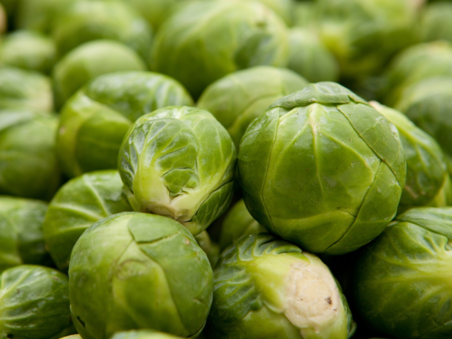 Koolsoorten - Oxin-Growers