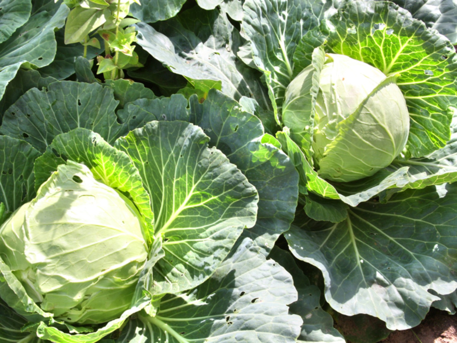 Koolsoorten - Oxin-Growers