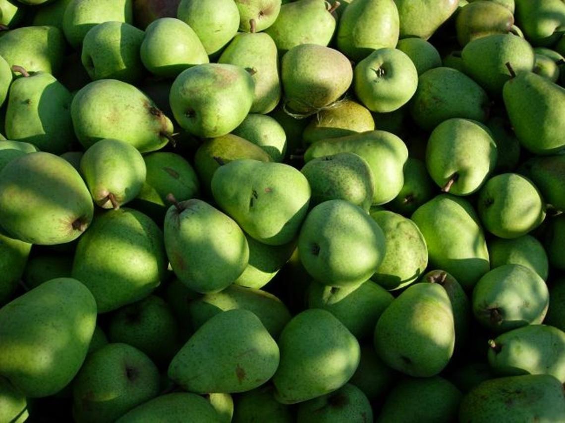 Hardfruit - Oxin-Growers