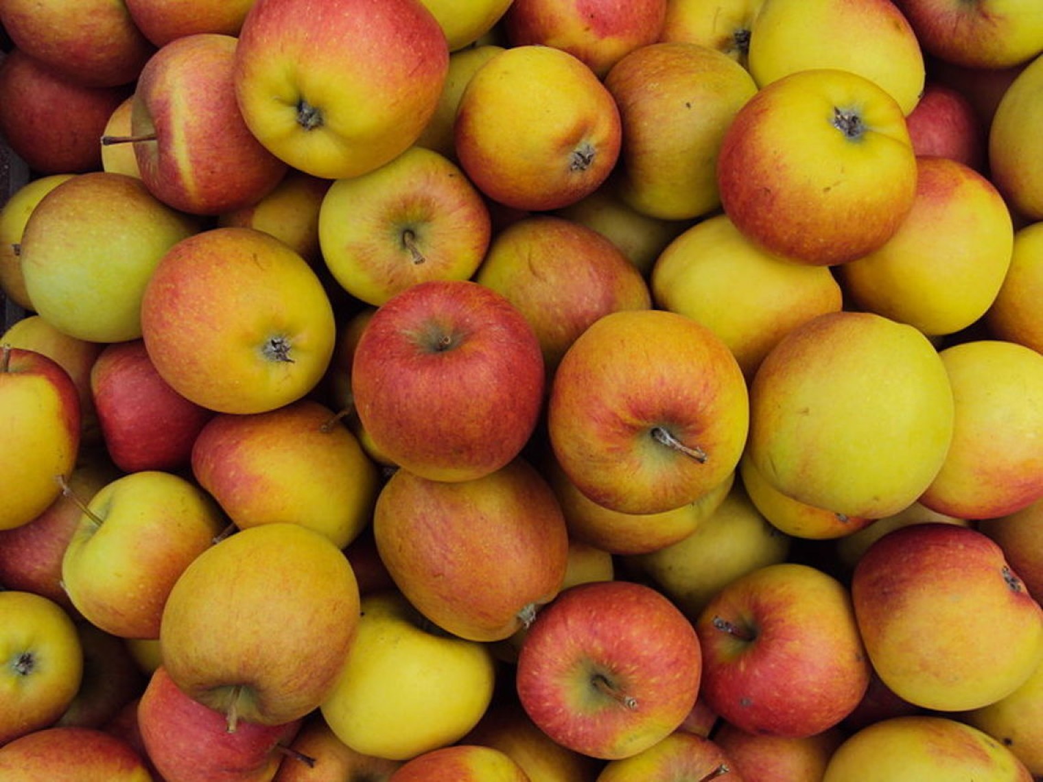 Hardfruit - Oxin-Growers