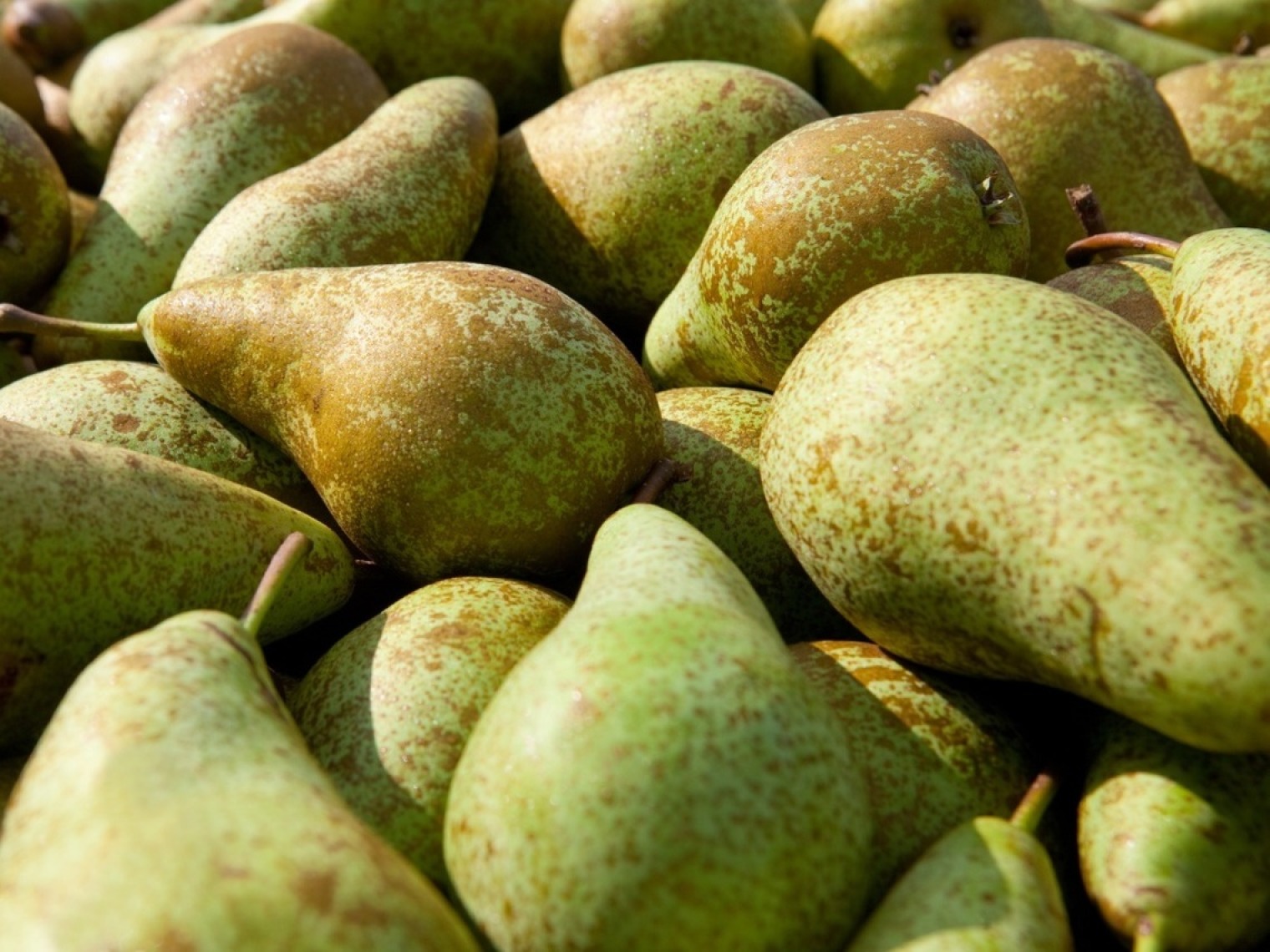 Hardfruit - Oxin-Growers