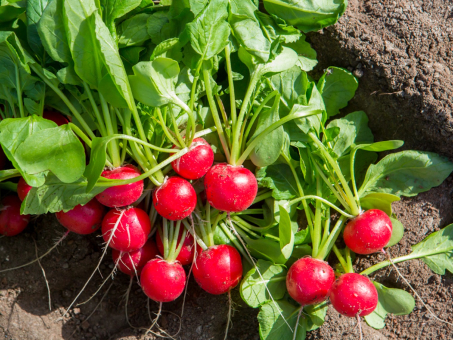 Knolgroenten - Oxin-Growers