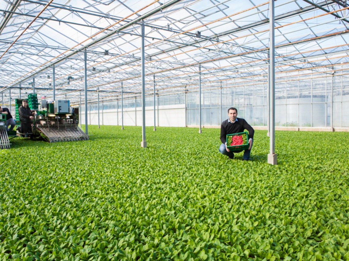 Knolgroenten - Oxin-Growers